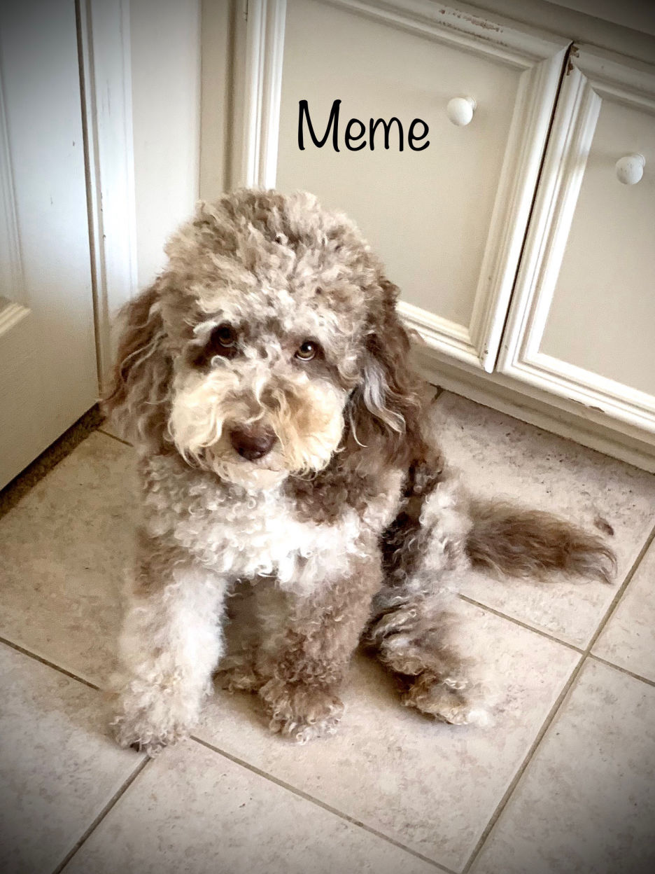 WOW WOW Labradoodles' Parents